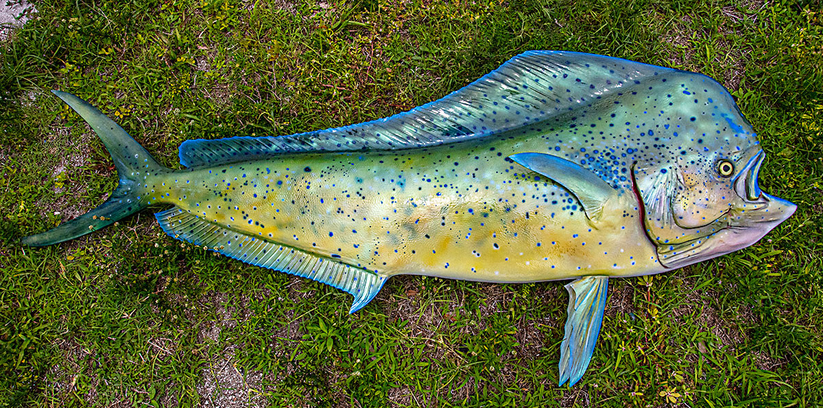 Mahi Mahi 72 full mount fiberglass fish replica - The Fish Mount Store