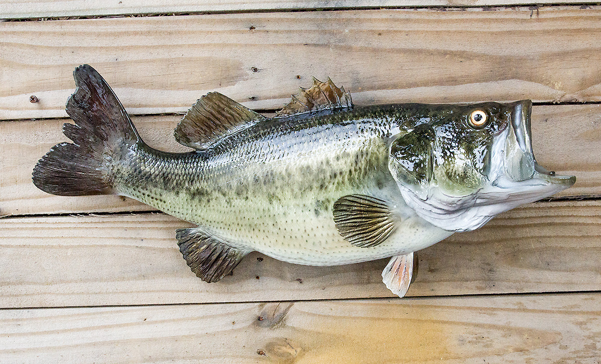 The Fish Mount Store - Full body and half sided fish Replicas