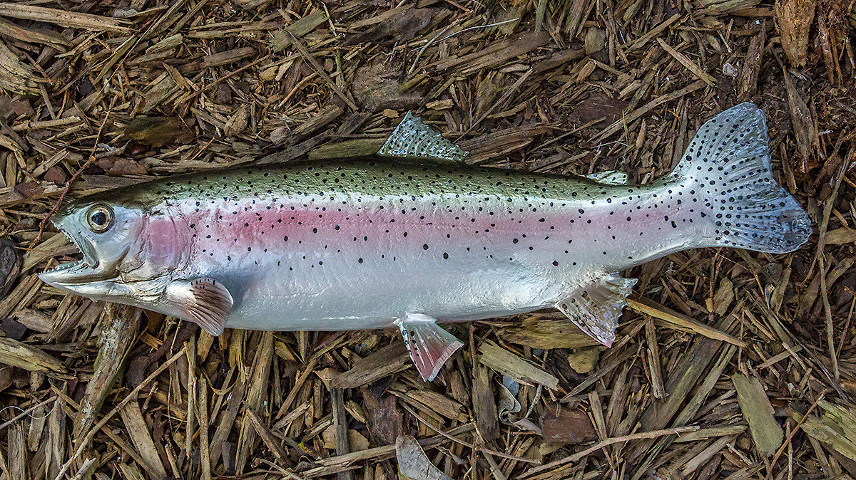 Rainbow Trout 12.5 inch fiberglass fish replica - The Fish Mount Store