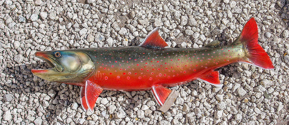 Arctic Char 26L inch fiberglass fish replica - The Fish Mount Store