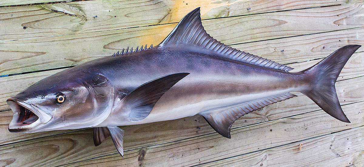 55 inch Cobia full mount fiberglass fish replica - The Fish Mount Store