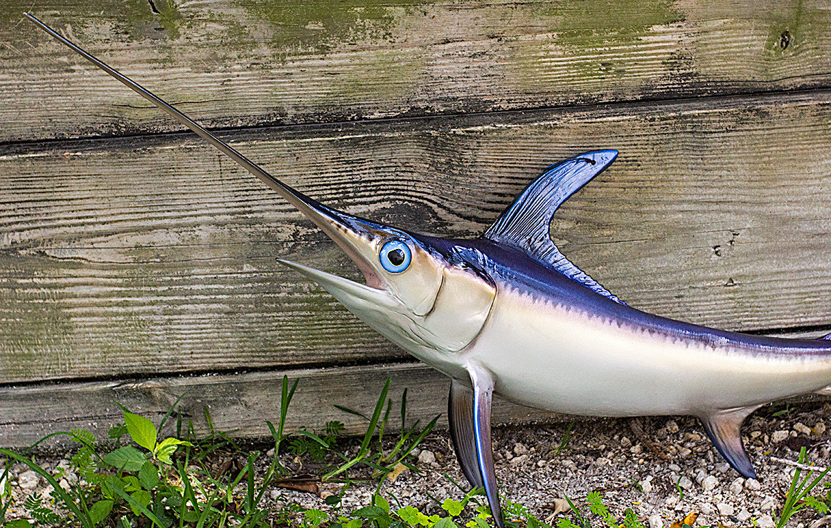 BILLFISH - Page 1 - The Fish Mount Store