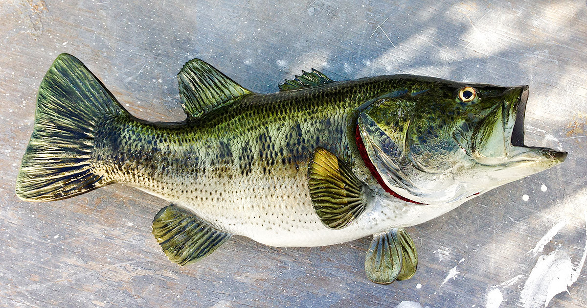FRESHWATER - Largemouth Bass - The Fish Mount Store