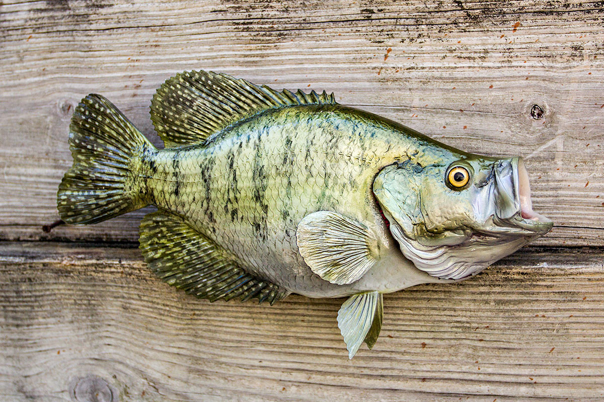 FRESHWATER - Bream and Crappie - The Fish Mount Store