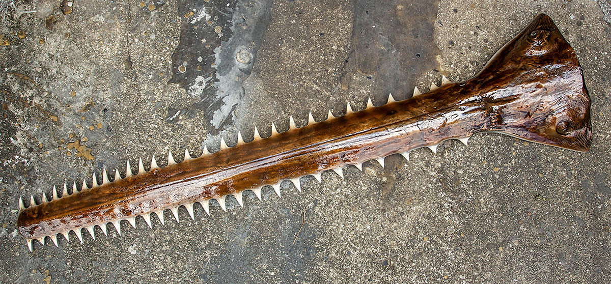 39 inch Sawfish Bill (Rostrum) - The Fish Mount Store