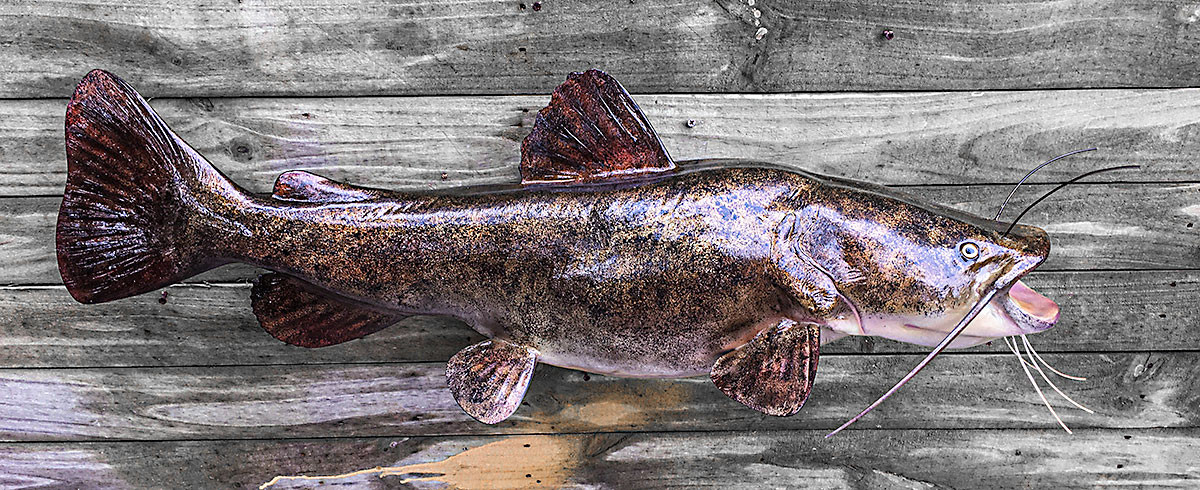 Flathead Catfish 26L full mount fiberglass fish replica - The Fish ...