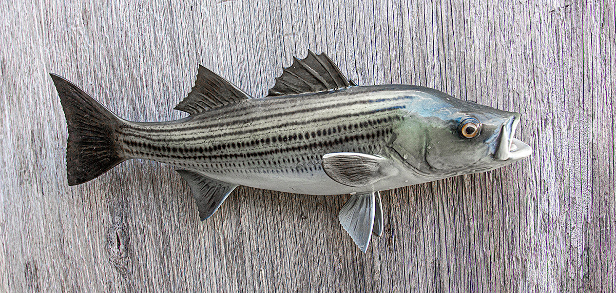INSHORE COLLECTION - Striped Bass - Page 1 - The Fish Mount Store