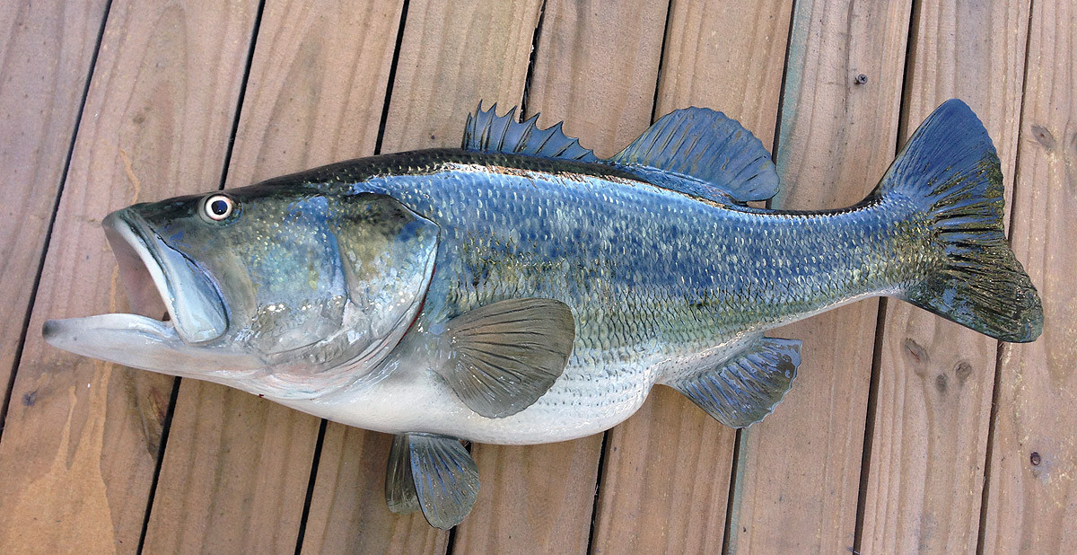 Largemouth Bass 26 inches Full Mount Fiberglass Fish Replica - The Fish ...