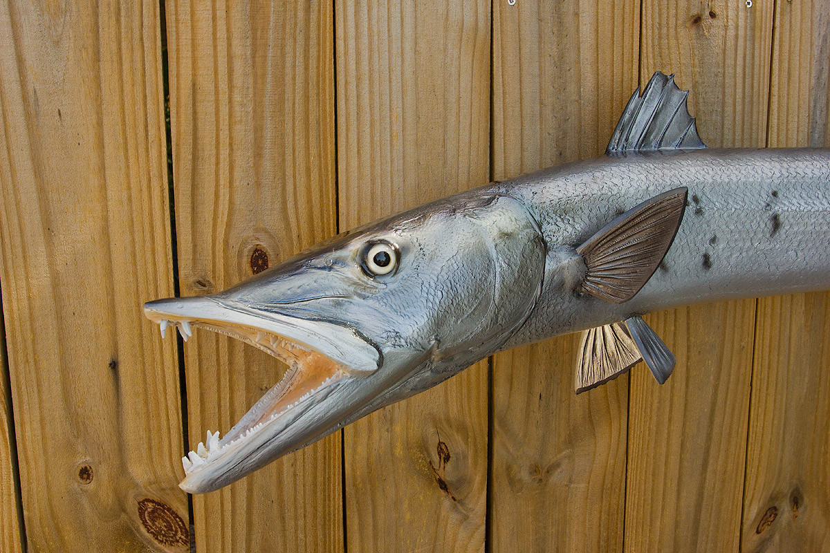 Barracuda 42 inch Full Mount Fiberglass Fish Replica - The Fish Mount Store
