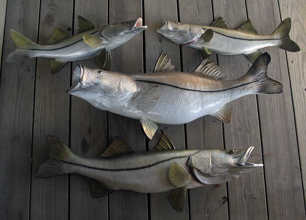 INSHORE COLLECTION - Snook - The Fish Mount Store