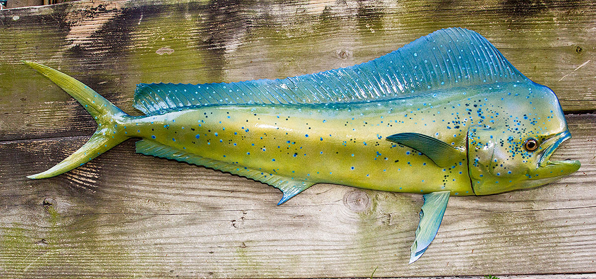 Mahi Mahi 41 inch half mount fiberglass fish replica - The Fish Mount Store