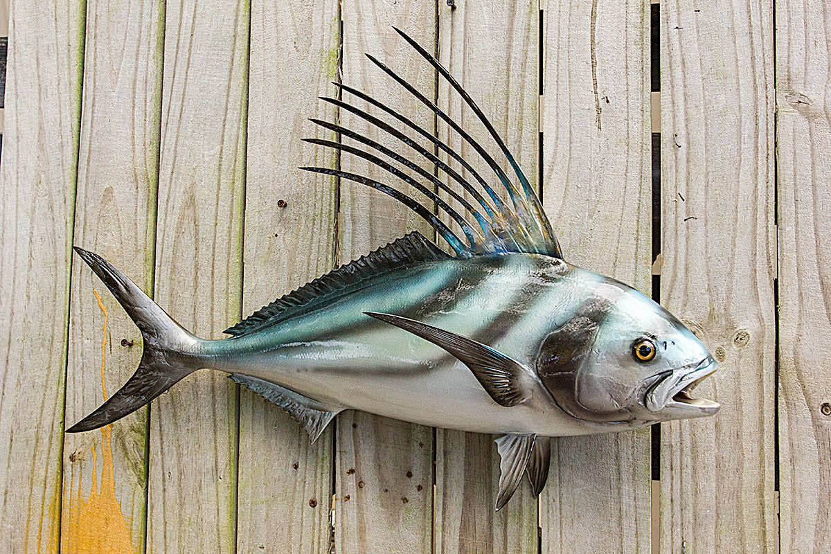 Roosterfish 25 inches Full Mount Fiberglass Fish Replica - The Fish ...
