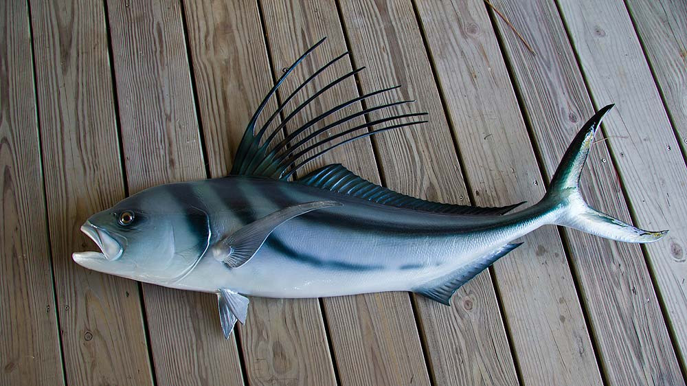 Roosterfish 51 inch Half Mount Fiberglass Fish Replica - The Fish Mount ...