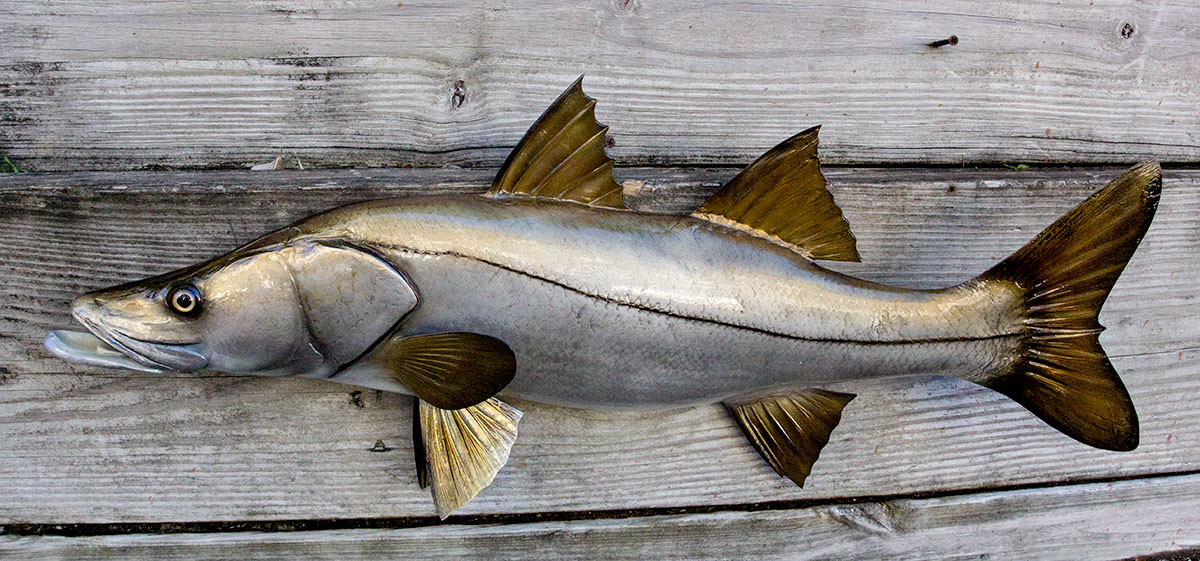 Snook 32 inch half Mount fiberglass fish Replica - The Fish Mount Store