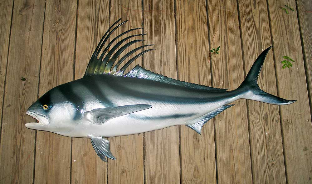 Roosterfish 55 inches Full Mount Fiberglass Fish Replica - The Fish ...