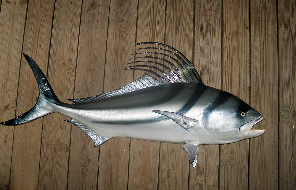 Roosterfish 60 inches Half Mount Fiberglass Fish Replica - The Fish ...