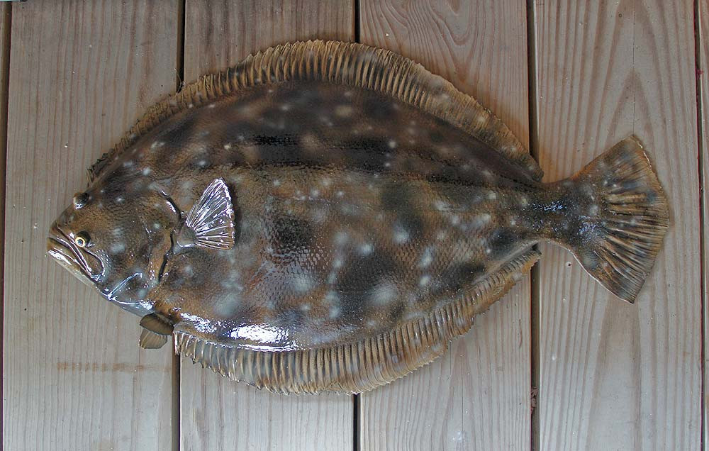 The Fish Mount Store - Full body and half sided fish Replicas