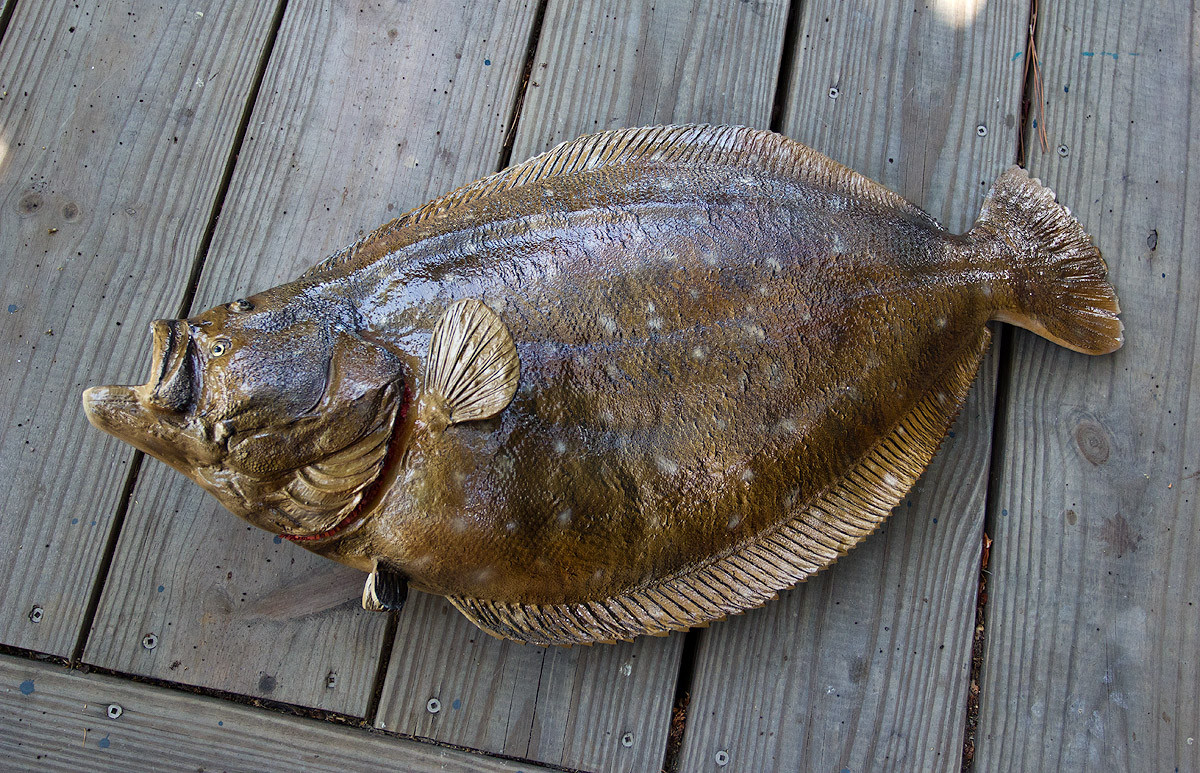 Flounder 28 inch full mount fiberglass fish replica - The Fish Mount Store