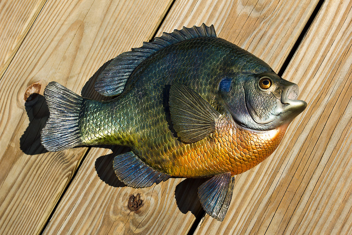 Bluegill 14 inch Fish Mount Replica - The Fish Mount Store