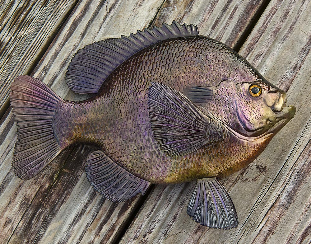 Bluegill 13 inch Fish Mount Replica - The Fish Mount Store