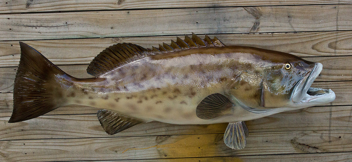 Grouper, 50 inch Gag Full mount fiberglass fish replica - The Fish ...