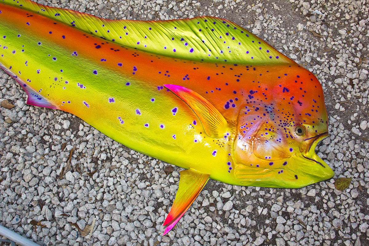 FUNKY FISH MOUNTS - The Fish Mount Store