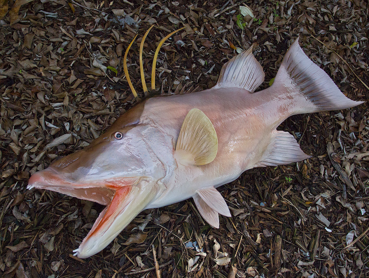 Hog Snapper 33L Full Mount Fiberglass fish replica - The Fish Mount Store