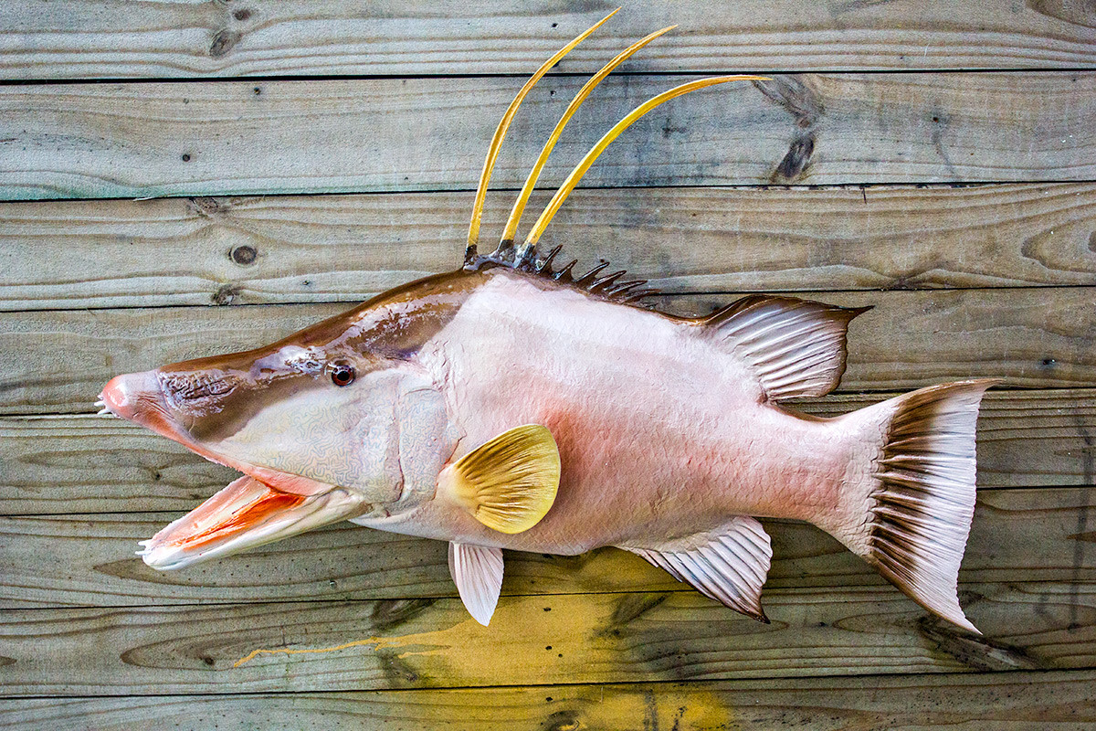 Hog Snapper 33L Full Mount Fiberglass fish replica - The Fish Mount Store