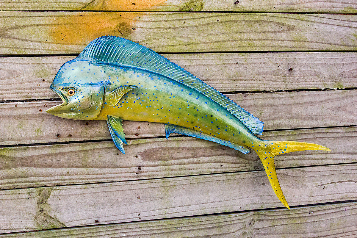 The Fish Mount Store - Full body and half sided fish Replicas