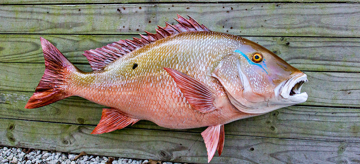 Snapper Mutton 35R inch full mount fiberglass fish replica - The Fish ...