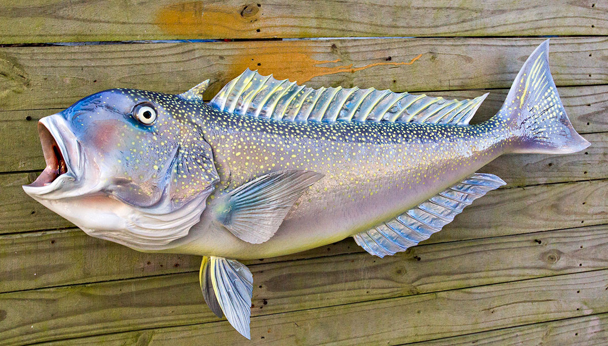 Tilefish Replicas