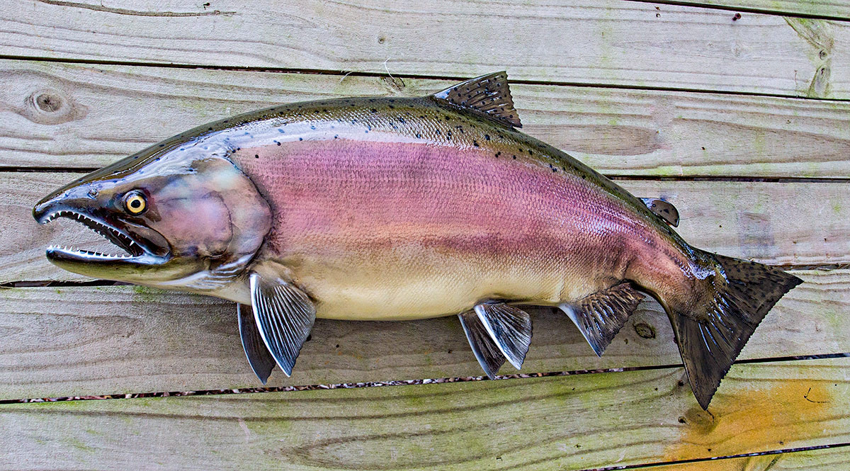 INSHORE COLLECTION - Salmon - The Fish Mount Store