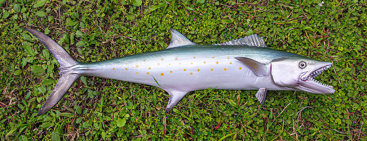 Rainbow Trout 12.5 inch fiberglass fish replica - The Fish Mount Store