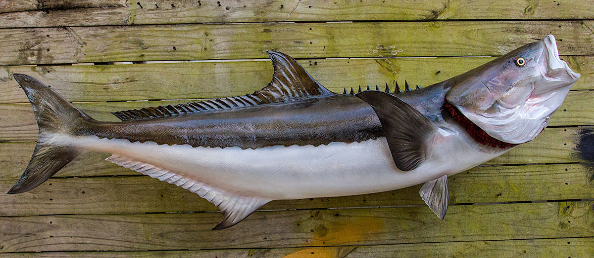 58R inch Cobia full mount fiberglass fish replica - The Fish Mount Store