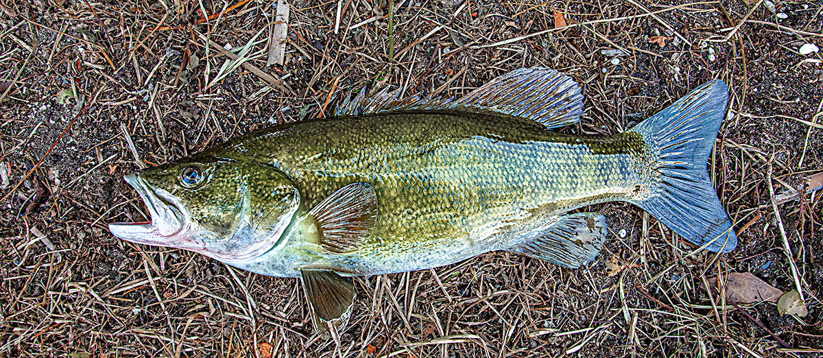 Smallmouth Bass 20 inch half mount fiberglass fish replica - The Fish ...