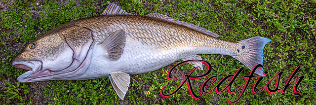 The Fish Mount Store - Full body and half sided fish Replicas