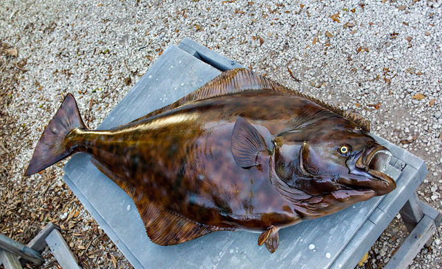 Halibut 60 inch full mount fiberglass fish replica - The Fish Mount Store