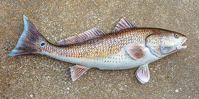 Redfish 27 inch Half Mount Fiberglass Fish Replica - The Fish Mount Store