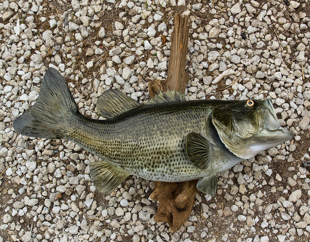 Largemouth Bass 22 inch full mount fiberglass fish replica - The Fish ...