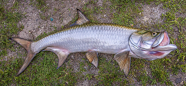 The Fish Mount Store - Full body and half sided fish Replicas