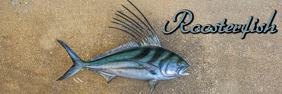 The Fish Mount Store - Full body and half sided fish Replicas