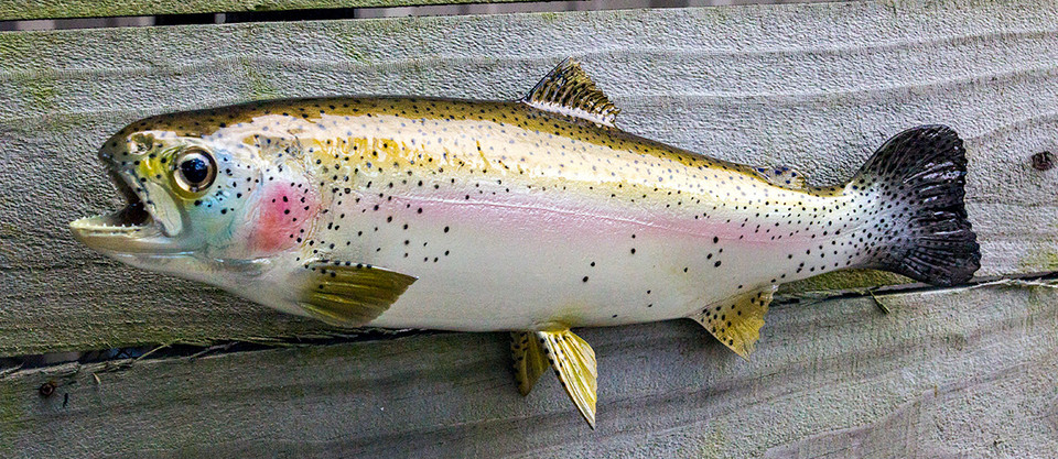 Rainbow Trout 12.5 inch fiberglass fish replica - The Fish Mount Store
