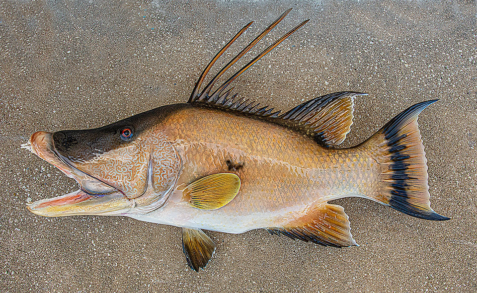 Hog Snapper 28L Full Mount Fiberglass fish replica - The Fish Mount Store