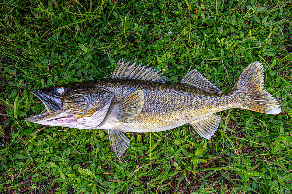Largemouth Bass 22 inch full mount fiberglass fish replica - The Fish ...