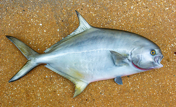 Pompano 19R inch fiberglass fish replica