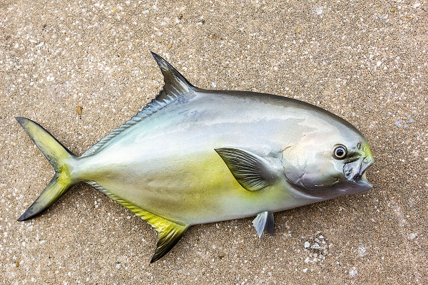 Pompano 18R inch fiberglass fish replica