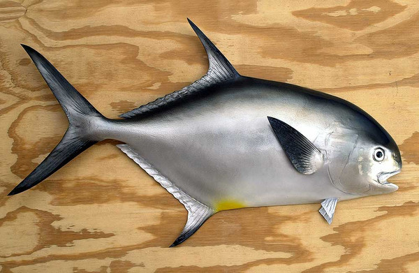 Permit 32 inch half mount fiberglass fish replica - The Fish Mount Store