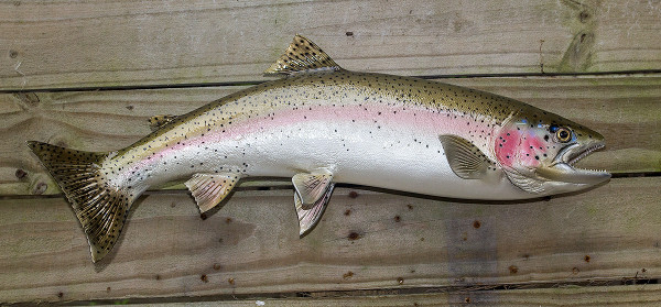 Rainbow Trout 20 inch fiberglass fish mount replica taxidermy - The ...