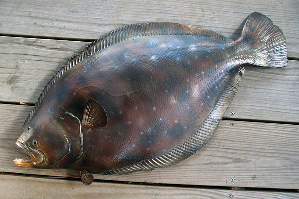 Flounder 33 inch full mount fiberglass fish replica - The Fish Mount Store
