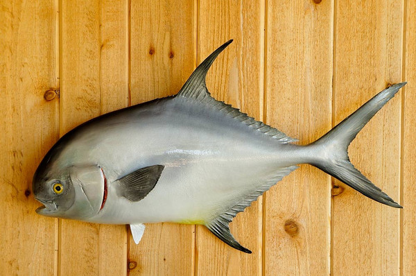 Permit 28 inch full mount fiberglass fish replica - The Fish Mount Store